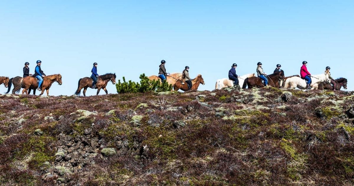 Reykjavík Horse Riding Tour | Day Tour | Arctic Adventures