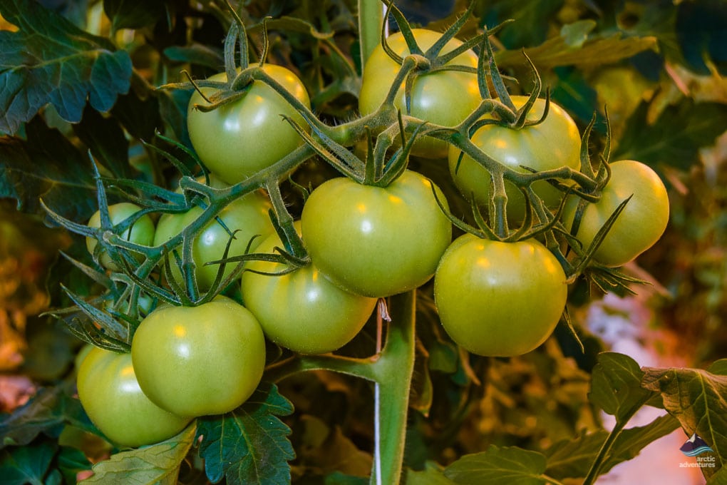 Fridheimar Tomato Farm | Attractions in Iceland | Arctic Adventures