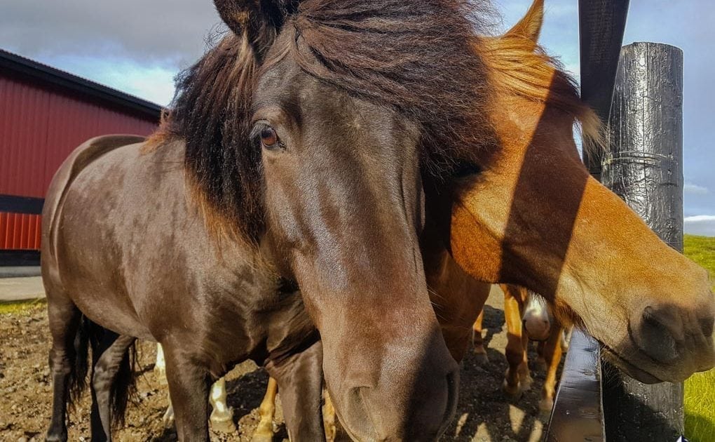 Horse Riding & ATVs in Iceland | Day Tour | Arctic Adventures