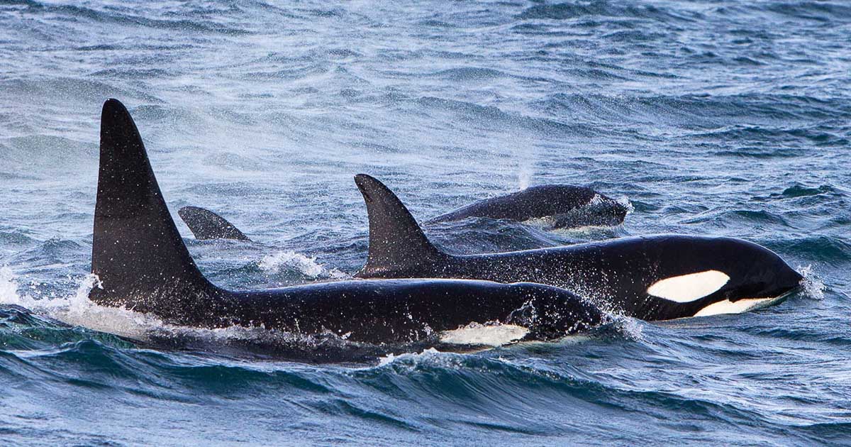 Whale Watching Tour In Olafsvik | Arctic Adventures