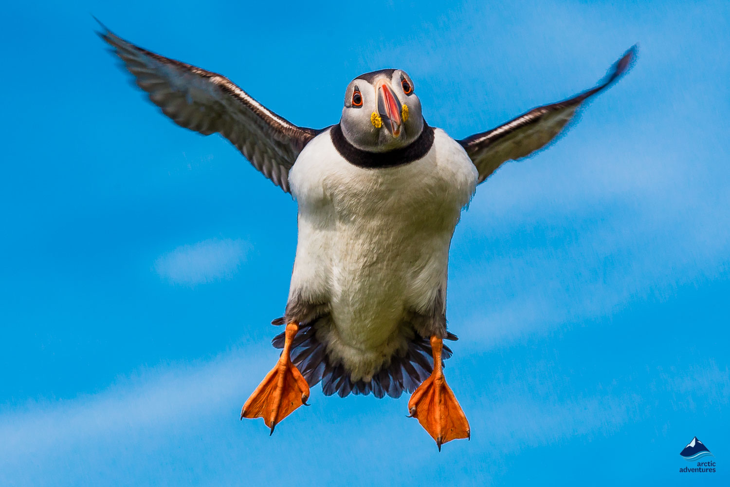 Whale Watching Tours in Iceland | Arctic Adventures